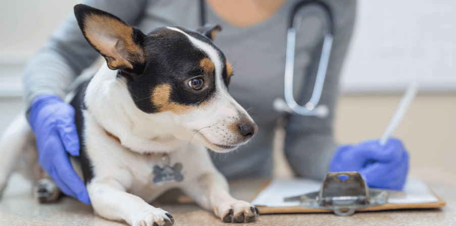 A Joint Effort: Keeping Your Pets Safe From Cannabis