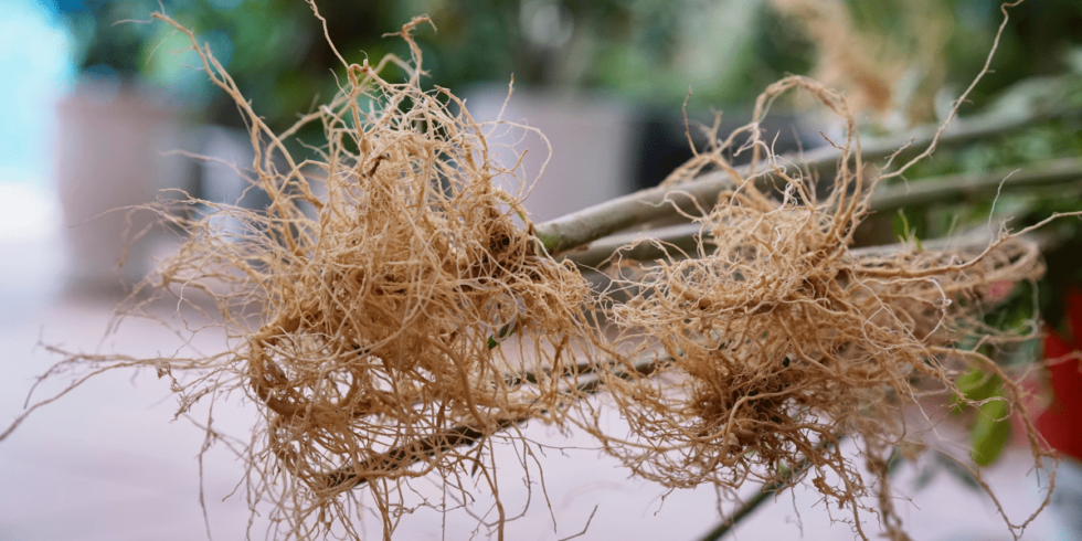 The Sacred Uses of Cannabis by Ancient Cultures - MedWell Health and ...